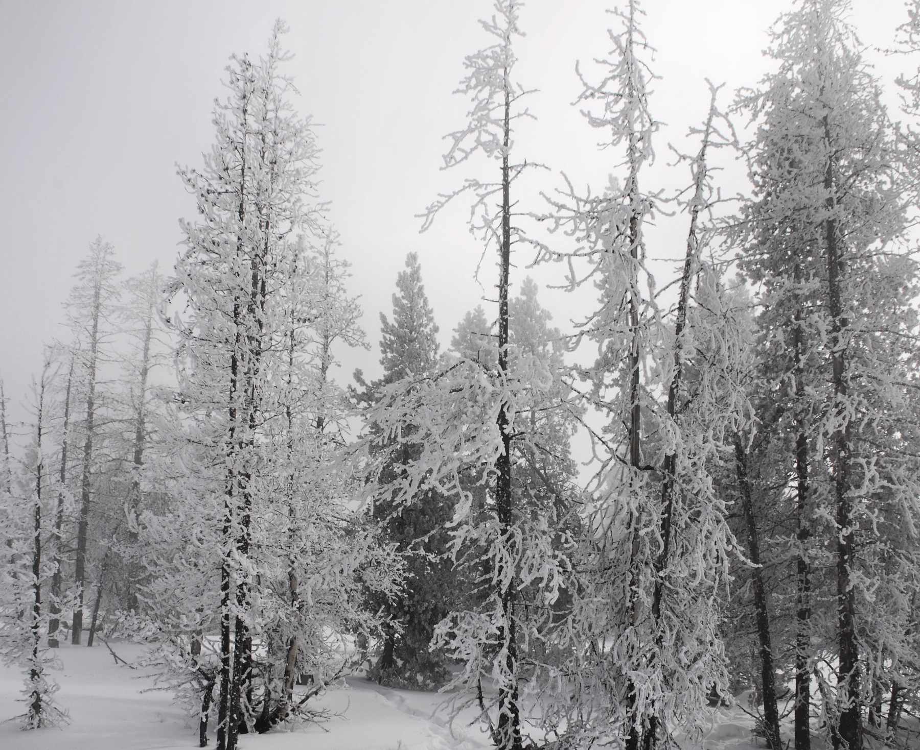 Yellowstone Winter Morning Mist | Shutterbug